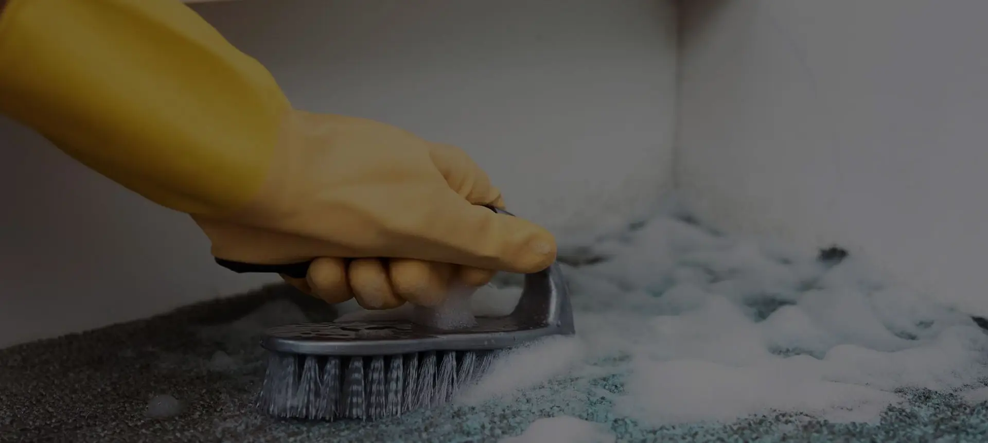 Mould Cleaning & Remediation Sydney | Expert Mould Removal
